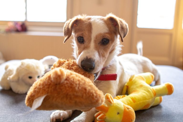 How to Wash Warmies Stuffed Animals? 5 Best Ways to Keeping Your ...